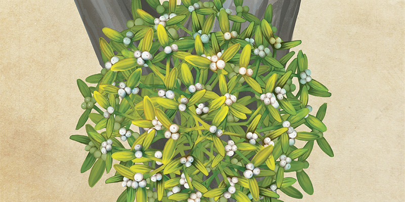 What is Mistletoe? | Charleston SC | Charleston Magazine